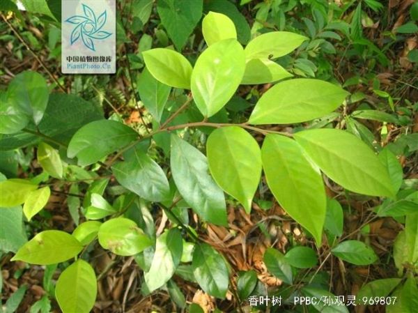 香叶树长什么样_香叶树图片及特征-第2张图片-山城妙识