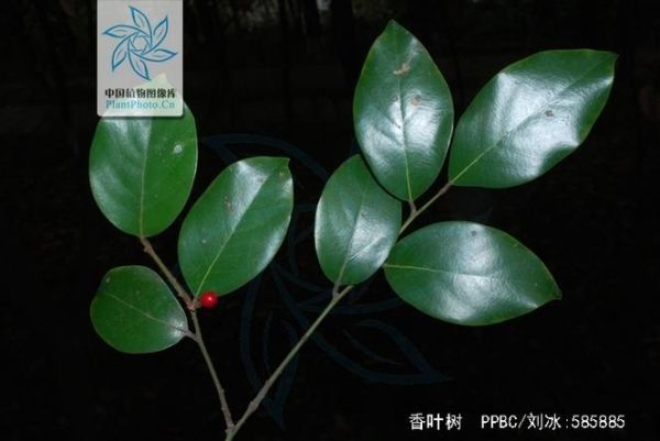 香叶树长什么样_香叶树图片及特征-第3张图片-山城妙识