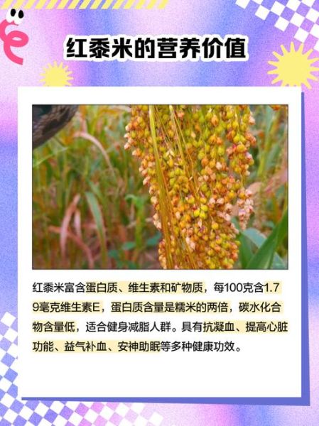 黍米和小米的区别_黍米和小米哪个更营养-第3张图片-山城妙识 黍米和小米的区别_黍米和小米哪个更营养-第3张图片-山城妙识