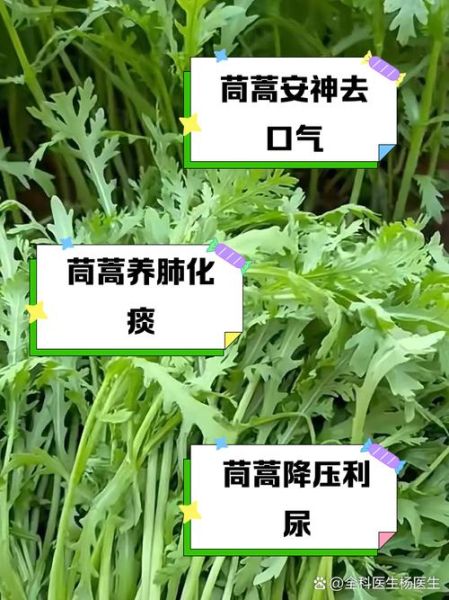 茼蒿菜的功效与作用禁忌_什么人不能吃-第2张图片-山城妙识
