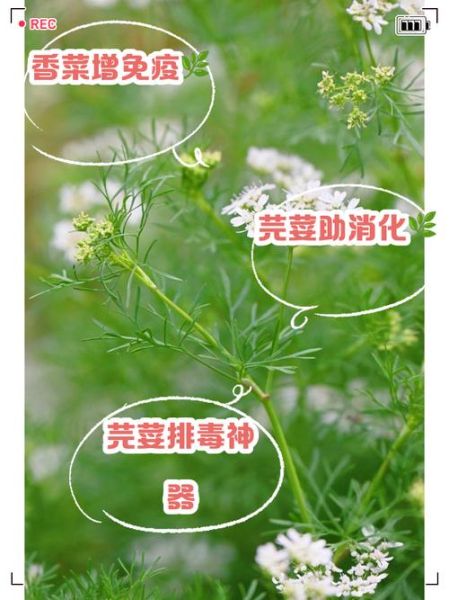 芫荽子有什么功效_芫荽子怎么吃效果最好-第2张图片-山城妙识