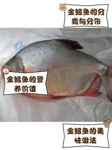 金鲳鱼多少钱一斤_金鲳鱼价格最新行情-第1张图片-山城妙识