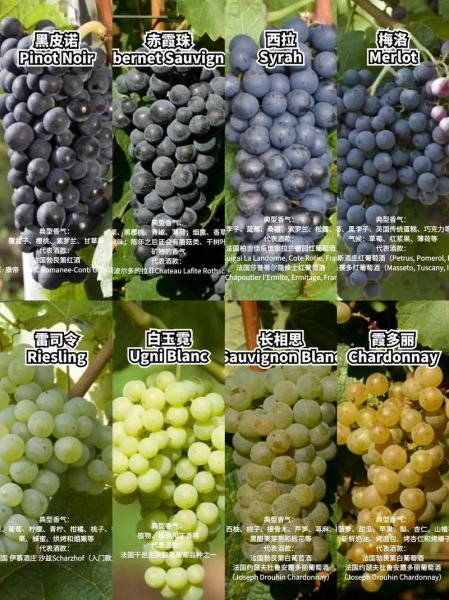 酿酒葡萄品种大全_哪些葡萄最适合酿造红酒-第2张图片-山城妙识 酿酒葡萄品种大全_哪些葡萄最适合酿造红酒-第2张图片-山城妙识
