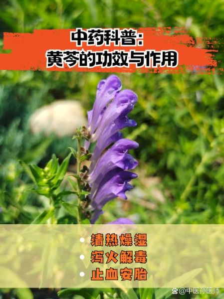 黄芩的功效与作用_黄芩主治什么病-第1张图片-山城妙识