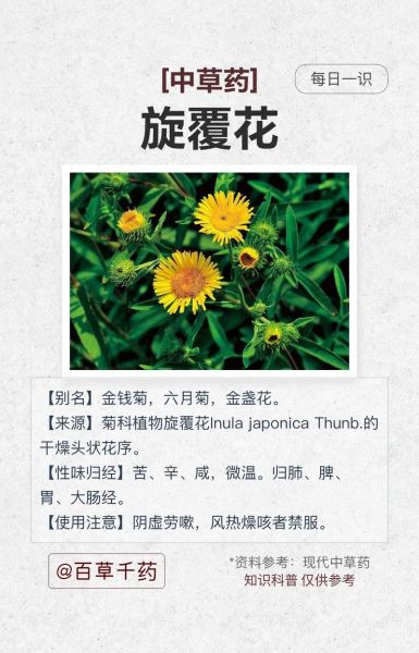 旋复花汤的功效与作用_旋复花汤的禁忌人群-第3张图片-山城妙识 旋复花汤的功效与作用_旋复花汤的禁忌人群-第3张图片-山城妙识
