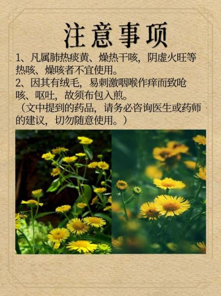 旋复花汤的功效与作用_旋复花汤的禁忌人群-第2张图片-山城妙识 旋复花汤的功效与作用_旋复花汤的禁忌人群-第2张图片-山城妙识