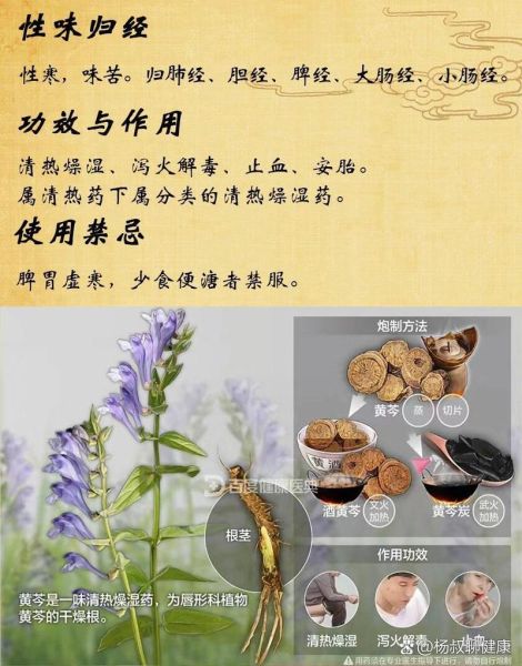黄芩的功效与作用_黄芩主治什么病-第3张图片-山城妙识