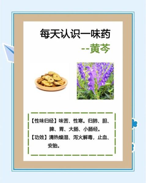 黄芩的功效与作用_黄芩主治什么病-第2张图片-山城妙识