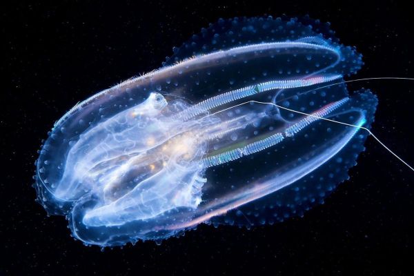 蝴蝶水母有毒吗_蝴蝶水母能养吗-第1张图片-山城妙识