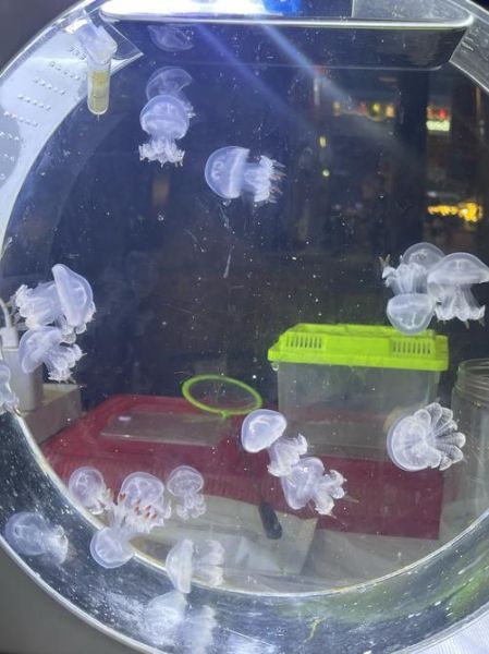 蝴蝶水母有毒吗_蝴蝶水母能养吗-第3张图片-山城妙识