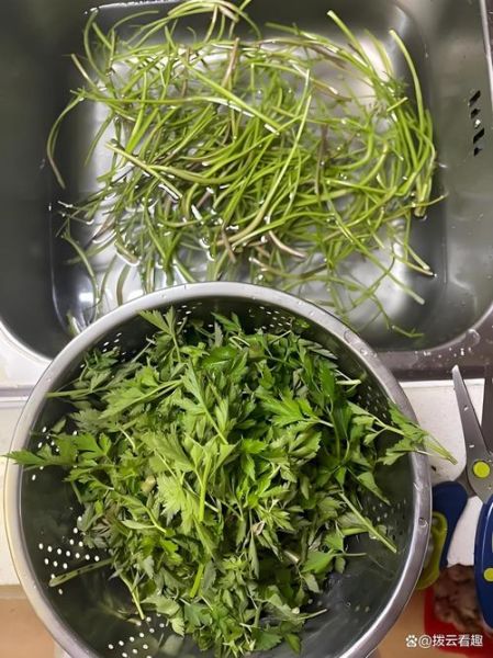 芹菜焯水几分钟最好_焯水后怎么保持翠绿-第2张图片-山城妙识 芹菜焯水几分钟最好_焯水后怎么保持翠绿-第2张图片-山城妙识
