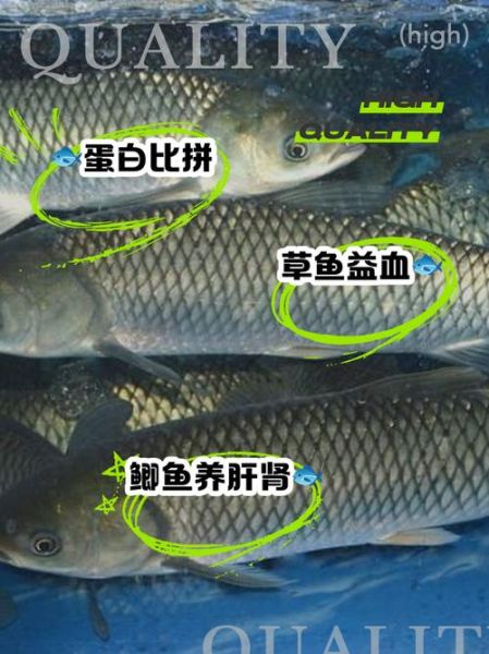 嘎鱼和鲫鱼哪个营养高_嘎鱼鲫鱼营养区别-第3张图片-山城妙识 嘎鱼和鲫鱼哪个营养高_嘎鱼鲫鱼营养区别-第3张图片-山城妙识