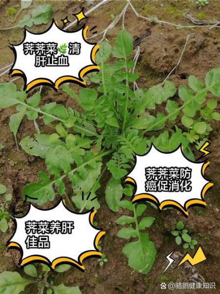 荠荠菜的功效与作用_荠荠菜的营养价值-第1张图片-山城妙识