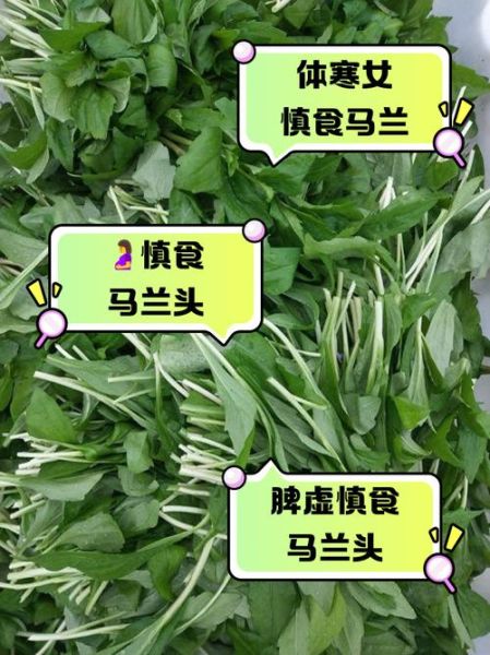 马兰头什么人不能吃_禁忌人群有哪些-第1张图片-山城妙识 马兰头什么人不能吃_禁忌人群有哪些-第1张图片-山城妙识