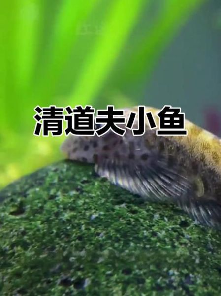 清道夫怎么养_清道夫鱼寿命有多长-第2张图片-山城妙识 清道夫怎么养_清道夫鱼寿命有多长-第2张图片-山城妙识