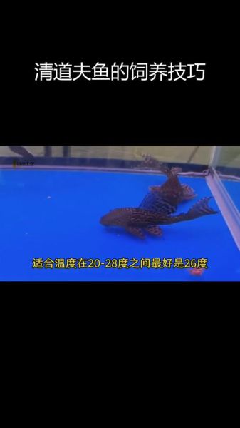 清道夫怎么养_清道夫鱼寿命有多长-第1张图片-山城妙识 清道夫怎么养_清道夫鱼寿命有多长-第1张图片-山城妙识
