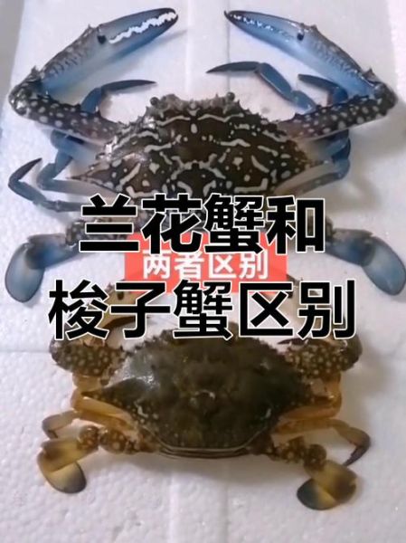 花蟹和梭子蟹的区别_怎么挑选才新鲜-第2张图片-山城妙识 花蟹和梭子蟹的区别_怎么挑选才新鲜-第2张图片-山城妙识
