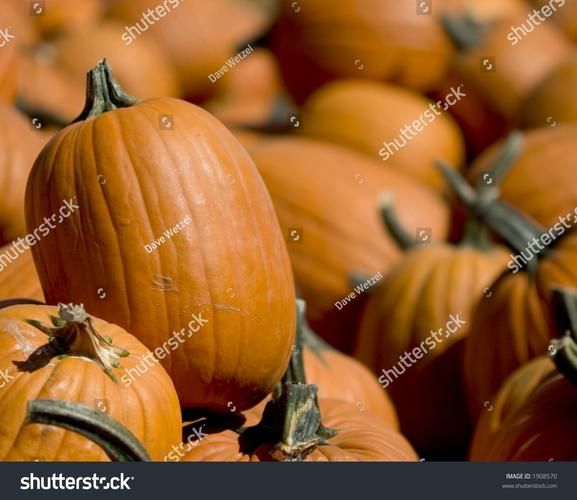 where_to_find_pumpkin_patch_near_me_how_to_choose_best_pumpkin_patch-第2张图片-山城妙识 where_to_find_pumpkin_patch_near_me_how_to_choose_best_pumpkin_patch-第2张图片-山城妙识