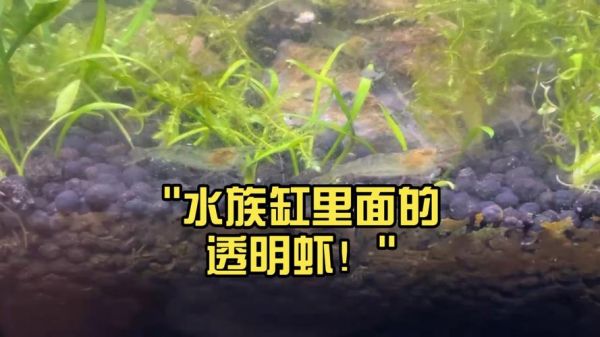透明虾是什么_透明虾能吃吗-第1张图片-山城妙识 透明虾是什么_透明虾能吃吗-第1张图片-山城妙识