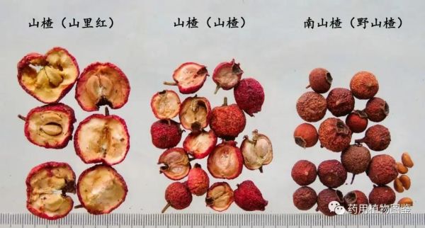 野山楂图片怎么识别_野山楂和山楂的区别-第1张图片-山城妙识 野山楂图片怎么识别_野山楂和山楂的区别-第1张图片-山城妙识