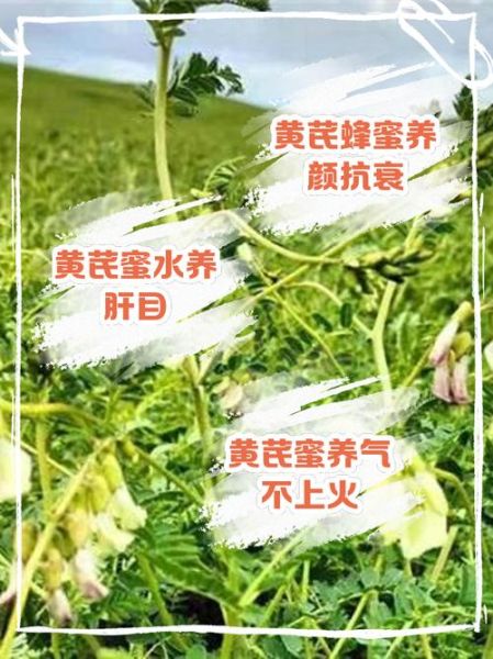 黄芪蜂蜜的功效与作用_适合哪些人吃-第1张图片-山城妙识 黄芪蜂蜜的功效与作用_适合哪些人吃-第1张图片-山城妙识