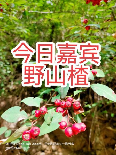 野山楂图片怎么识别_野山楂和山楂的区别-第3张图片-山城妙识 野山楂图片怎么识别_野山楂和山楂的区别-第3张图片-山城妙识