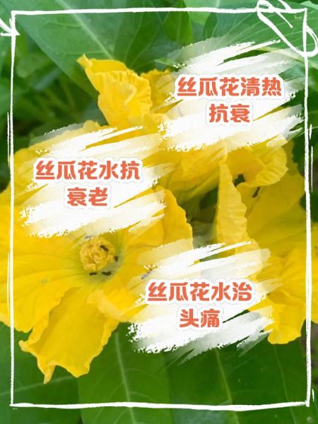 丝瓜花怎么做好吃_丝瓜花做法大全-第1张图片-山城妙识 丝瓜花怎么做好吃_丝瓜花做法大全-第1张图片-山城妙识