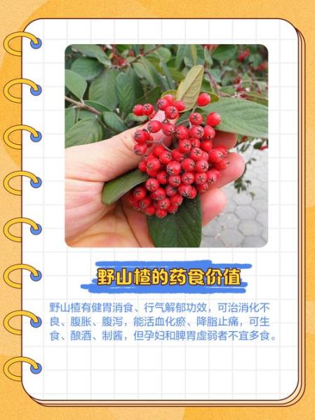 野山楂图片怎么识别_野山楂和山楂的区别-第2张图片-山城妙识 野山楂图片怎么识别_野山楂和山楂的区别-第2张图片-山城妙识