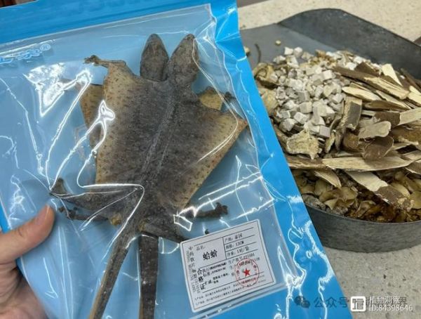 蛤蚧图片大全大图_蛤蚧长什么样-第2张图片-山城妙识 蛤蚧图片大全大图_蛤蚧长什么样-第2张图片-山城妙识