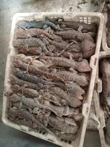 蛤蚧图片大全大图_蛤蚧长什么样-第3张图片-山城妙识 蛤蚧图片大全大图_蛤蚧长什么样-第3张图片-山城妙识