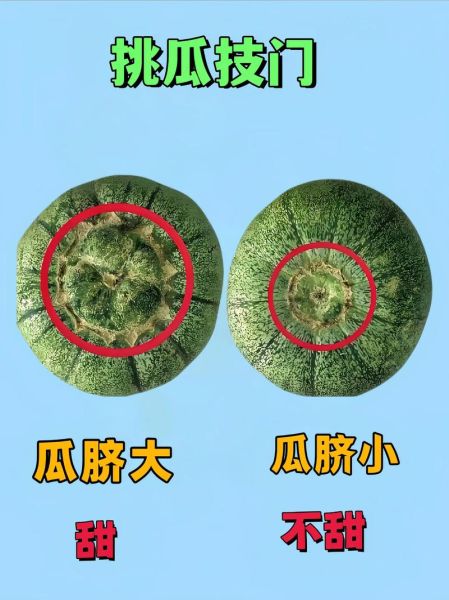 野生小香瓜能吃吗_怎么挑选-第1张图片-山城妙识 野生小香瓜能吃吗_怎么挑选-第1张图片-山城妙识