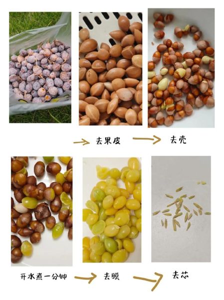 银杏果怎么做好吃_银杏果的家常做法大全-第1张图片-山城妙识 银杏果怎么做好吃_银杏果的家常做法大全-第1张图片-山城妙识