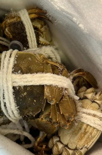 三门青蟹放冰箱死了能吃吗_死蟹多久不能吃-第3张图片-山城妙识 三门青蟹放冰箱死了能吃吗_死蟹多久不能吃-第3张图片-山城妙识