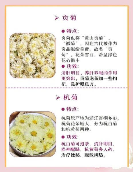 菊花有哪些种类_菊花功效与作用有哪些-第2张图片-山城妙识 菊花有哪些种类_菊花功效与作用有哪些-第2张图片-山城妙识