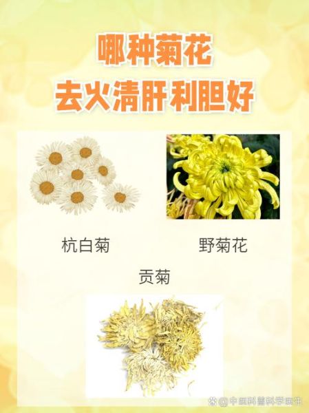 菊花有哪些种类_菊花功效与作用有哪些-第1张图片-山城妙识 菊花有哪些种类_菊花功效与作用有哪些-第1张图片-山城妙识