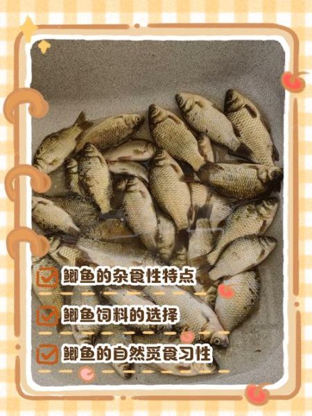 鲫鱼吃什么食物为主_鲫鱼最爱吃什么-第1张图片-山城妙识 鲫鱼吃什么食物为主_鲫鱼最爱吃什么-第1张图片-山城妙识