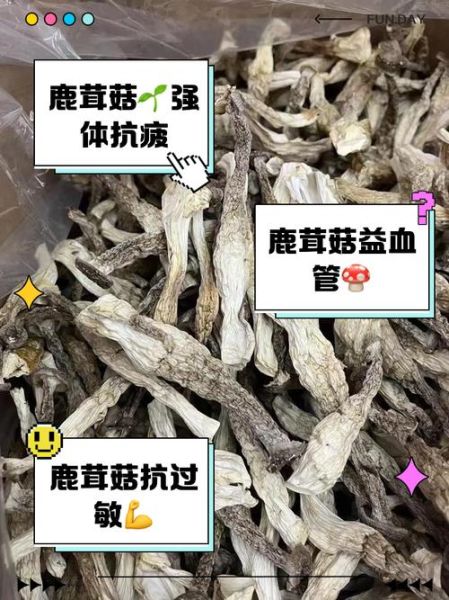 鹿茸菇的功效与作用_鹿茸菇怎么吃效果最好-第1张图片-山城妙识 鹿茸菇的功效与作用_鹿茸菇怎么吃效果最好-第1张图片-山城妙识