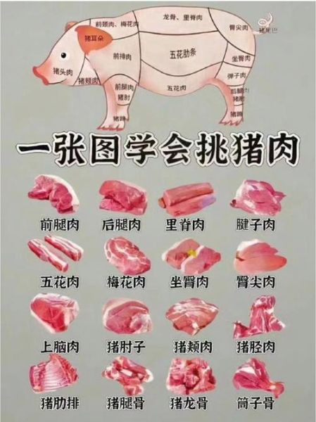 猪哪些部位不能吃_猪不能吃的部位有哪些-第1张图片-山城妙识 猪哪些部位不能吃_猪不能吃的部位有哪些-第1张图片-山城妙识
