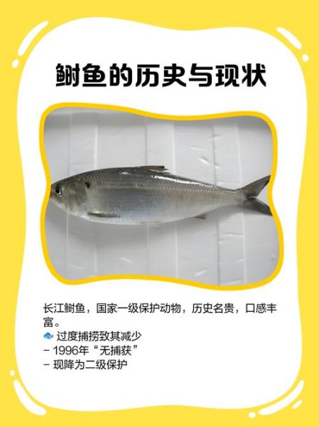 长江鲥鱼图片_为什么长江鲥鱼灭绝了-第1张图片-山城妙识 长江鲥鱼图片_为什么长江鲥鱼灭绝了-第1张图片-山城妙识