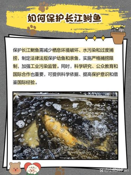 长江鲥鱼图片_为什么长江鲥鱼灭绝了-第2张图片-山城妙识 长江鲥鱼图片_为什么长江鲥鱼灭绝了-第2张图片-山城妙识