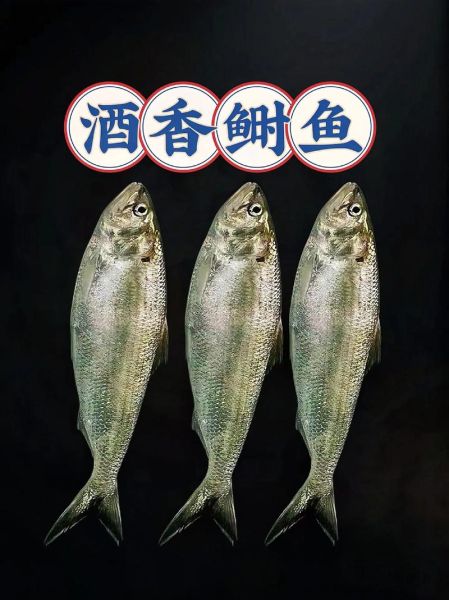长江鲥鱼图片_为什么长江鲥鱼灭绝了-第3张图片-山城妙识 长江鲥鱼图片_为什么长江鲥鱼灭绝了-第3张图片-山城妙识