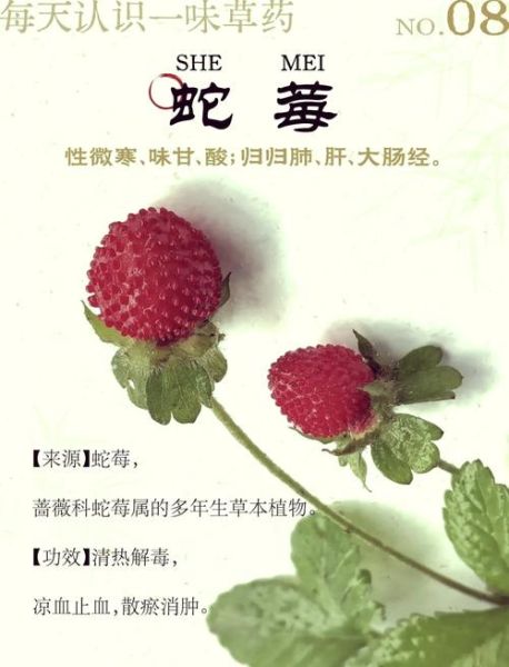 蛇莓的功效与作用_蛇莓怎么吃才安全-第1张图片-山城妙识 蛇莓的功效与作用_蛇莓怎么吃才安全-第1张图片-山城妙识
