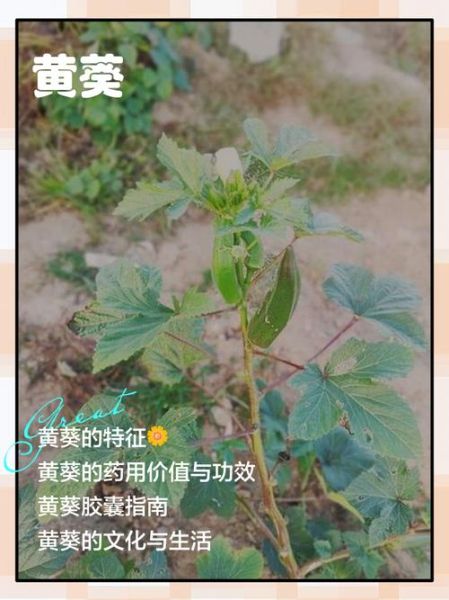 黄葵胶囊的功效与作用_黄葵胶囊适合什么人吃-第1张图片-山城妙识 黄葵胶囊的功效与作用_黄葵胶囊适合什么人吃-第1张图片-山城妙识