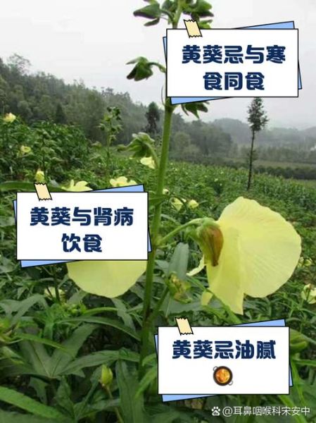 黄葵胶囊的功效与作用_黄葵胶囊适合什么人吃-第2张图片-山城妙识 黄葵胶囊的功效与作用_黄葵胶囊适合什么人吃-第2张图片-山城妙识