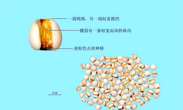 薏仁图片长什么样_如何辨别真假薏仁-第1张图片-山城妙识 薏仁图片长什么样_如何辨别真假薏仁-第1张图片-山城妙识