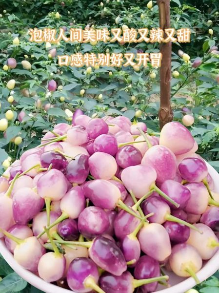泡椒怎么泡才脆_泡椒做法步骤详解-第3张图片-山城妙识 泡椒怎么泡才脆_泡椒做法步骤详解-第3张图片-山城妙识