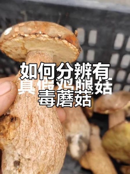 野生鸡腿菇能吃吗_如何辨别真假鸡腿菇-第1张图片-山城妙识 野生鸡腿菇能吃吗_如何辨别真假鸡腿菇-第1张图片-山城妙识