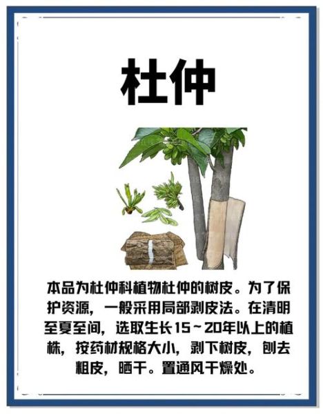 杜仲的功效与作用_杜仲哪些人不能吃-第1张图片-山城妙识 杜仲的功效与作用_杜仲哪些人不能吃-第1张图片-山城妙识