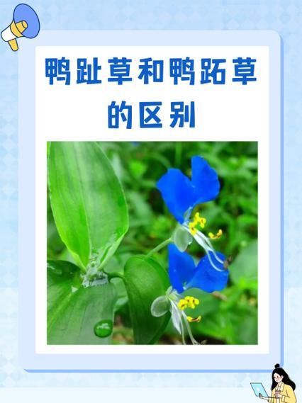 鸭舌草图片有多少种_如何辨别不同品种-第3张图片-山城妙识 鸭舌草图片有多少种_如何辨别不同品种-第3张图片-山城妙识