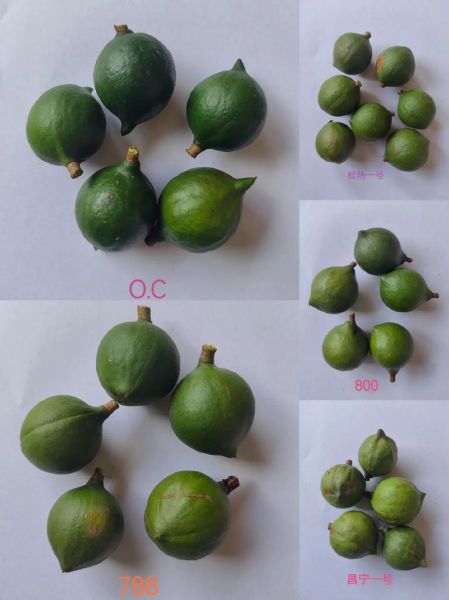 澳洲坚果怎么挑选_澳洲坚果营养价值-第2张图片-山城妙识 澳洲坚果怎么挑选_澳洲坚果营养价值-第2张图片-山城妙识